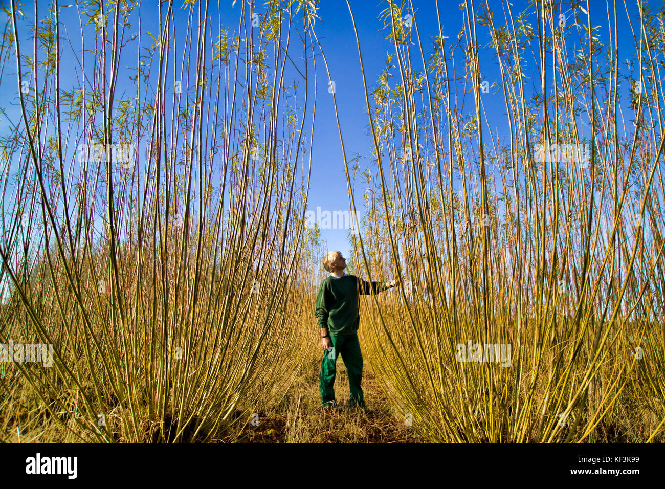 The tree of science hi-res stock photography and images - Alamy
