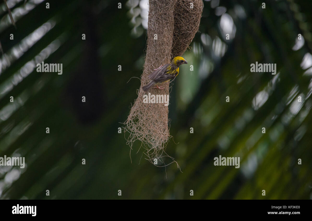 A male baya weaver bird perched on its nest Stock Photo - Alamy