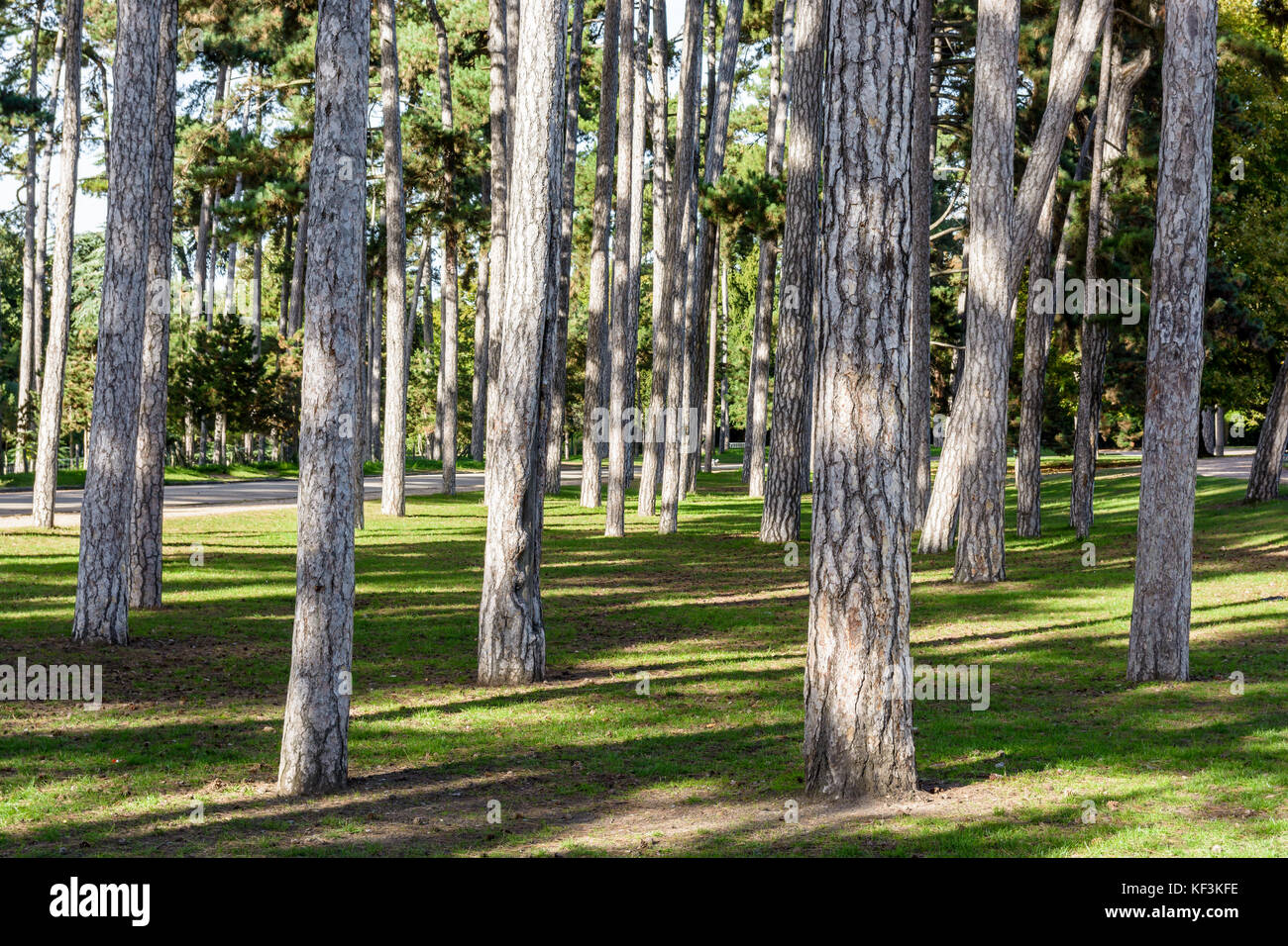 Pinewood tree hi-res stock photography and images - Alamy