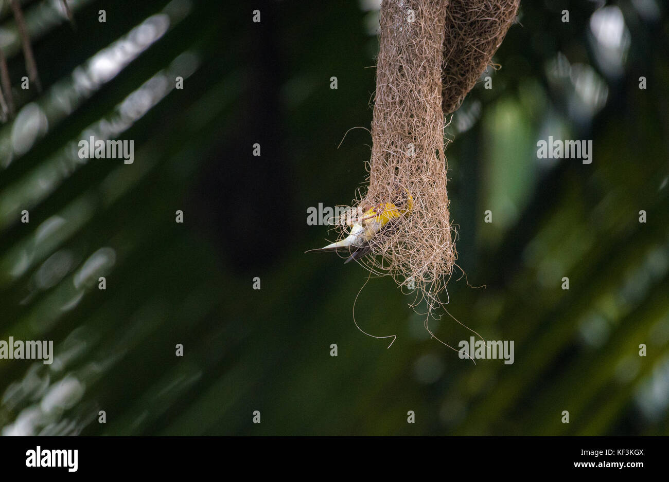 Baya weaver weaverbird bird hi-res stock photography and images - Alamy