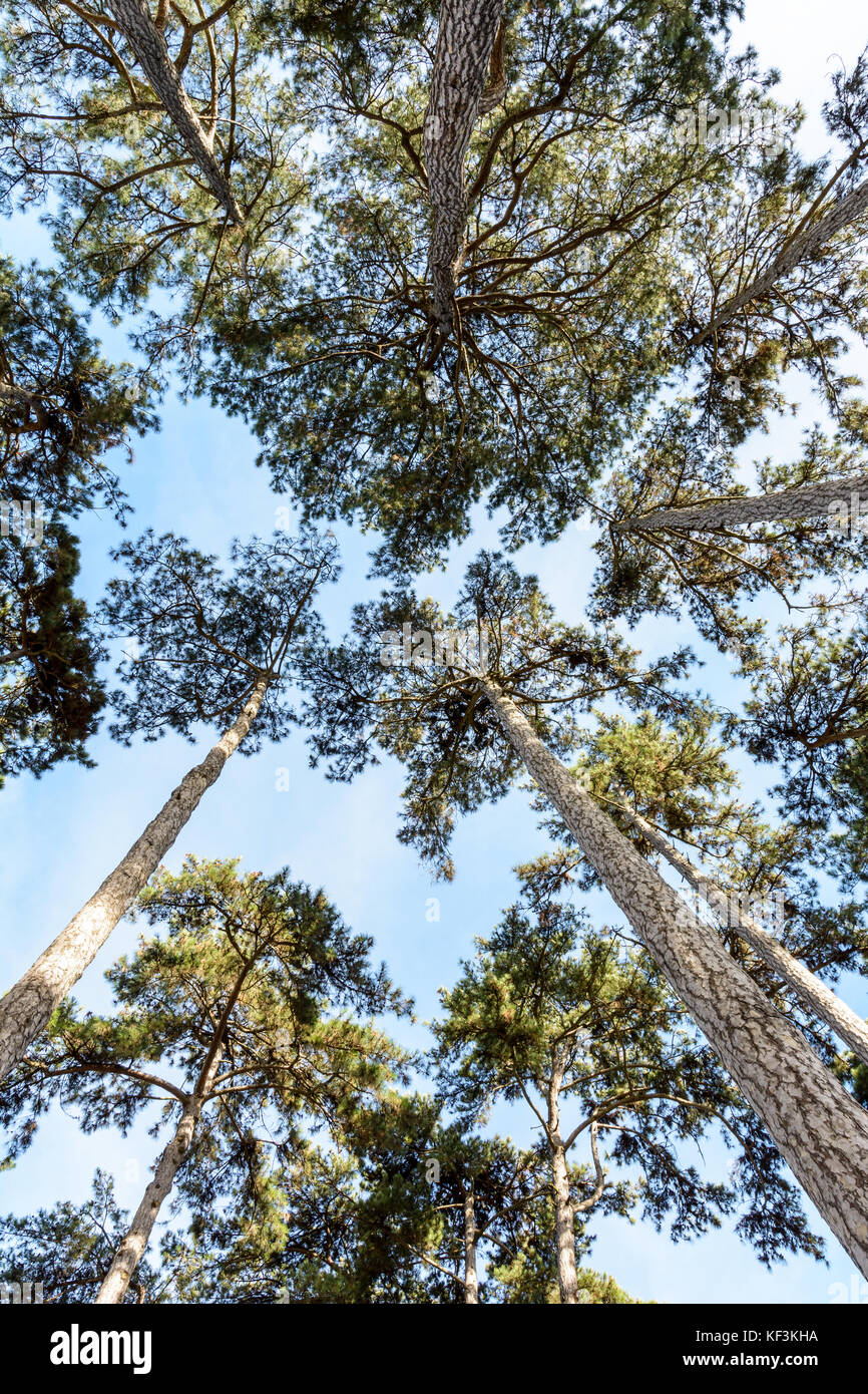 Tall straight pine tree crown hi-res stock photography and images - Alamy
