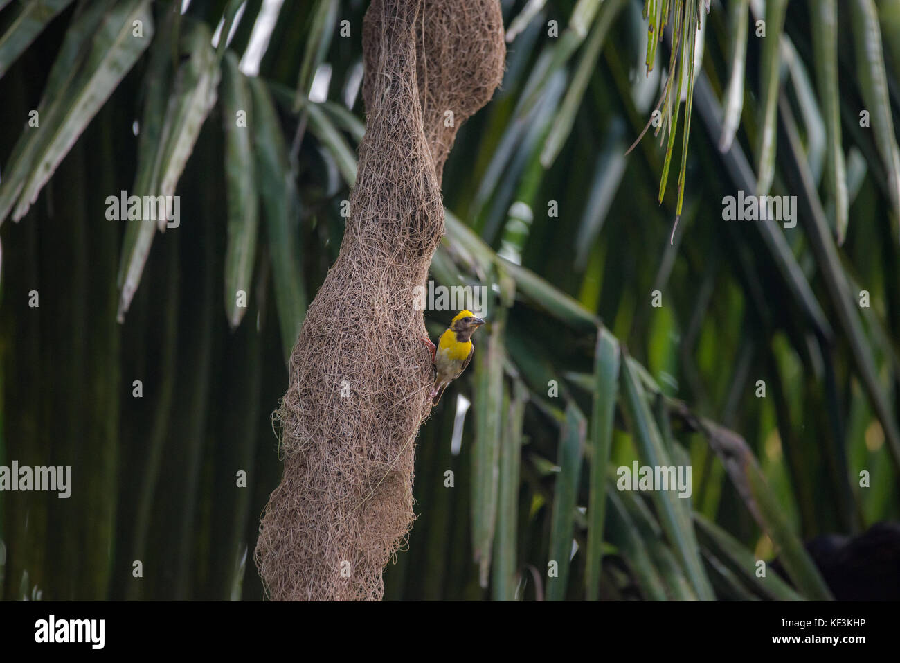 a male baya weaver bird sitting on its nest Stock Photo - Alamy