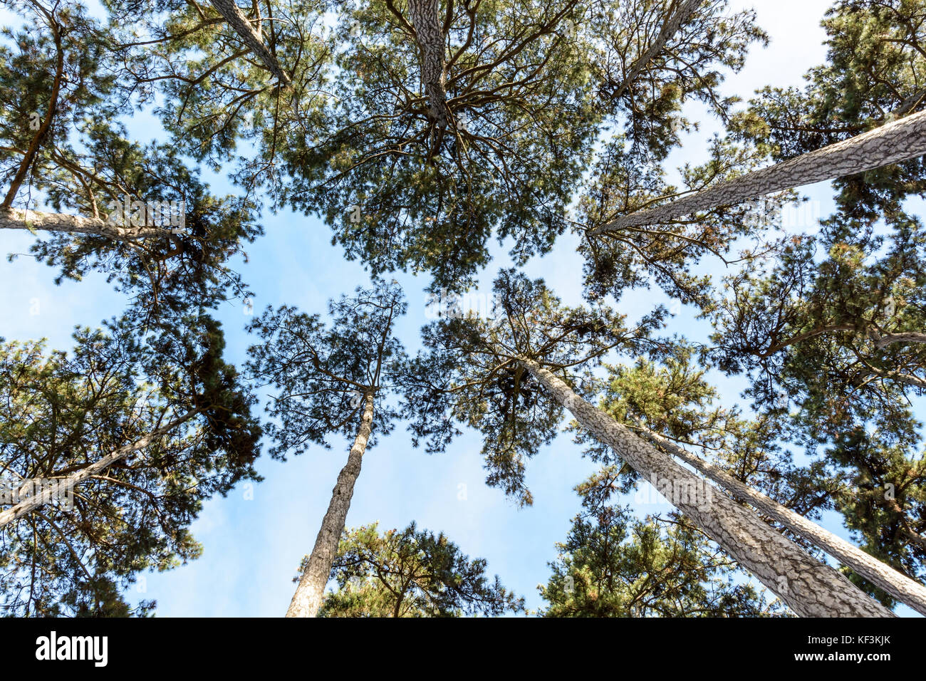 Tall straight pine tree crown hi-res stock photography and images - Alamy