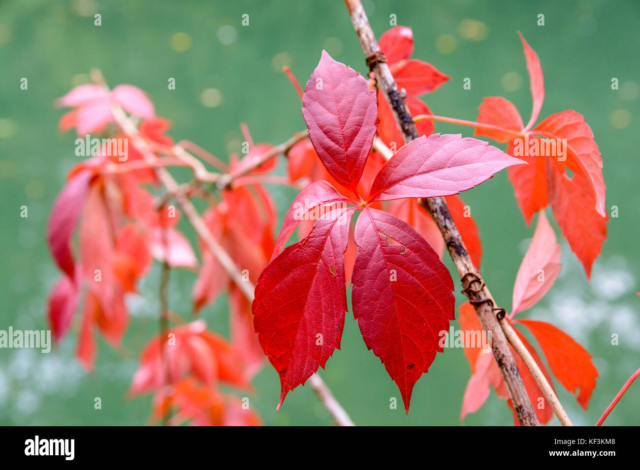Close-up view of the bright red leaf of a Virginia creeper plant at ...