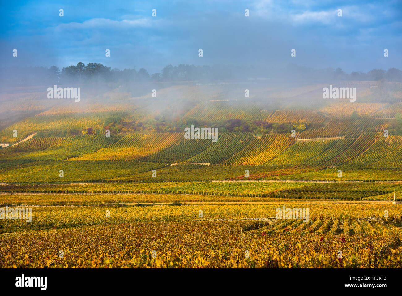 Vineyards in the foggy autumn morning, Burgundy, France Stock Photo - Alamy