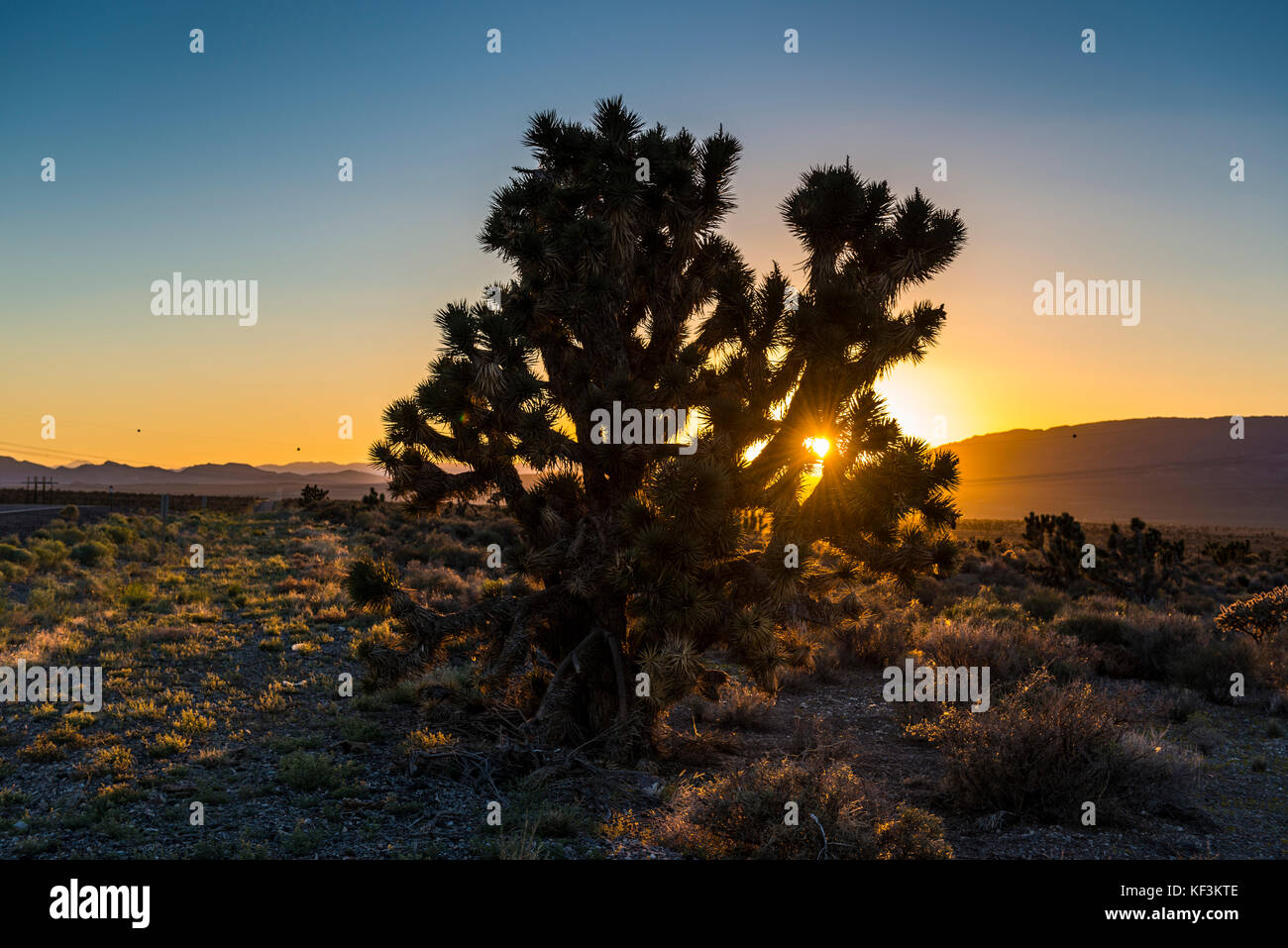 Desert bushes hi-res stock photography and images - Alamy