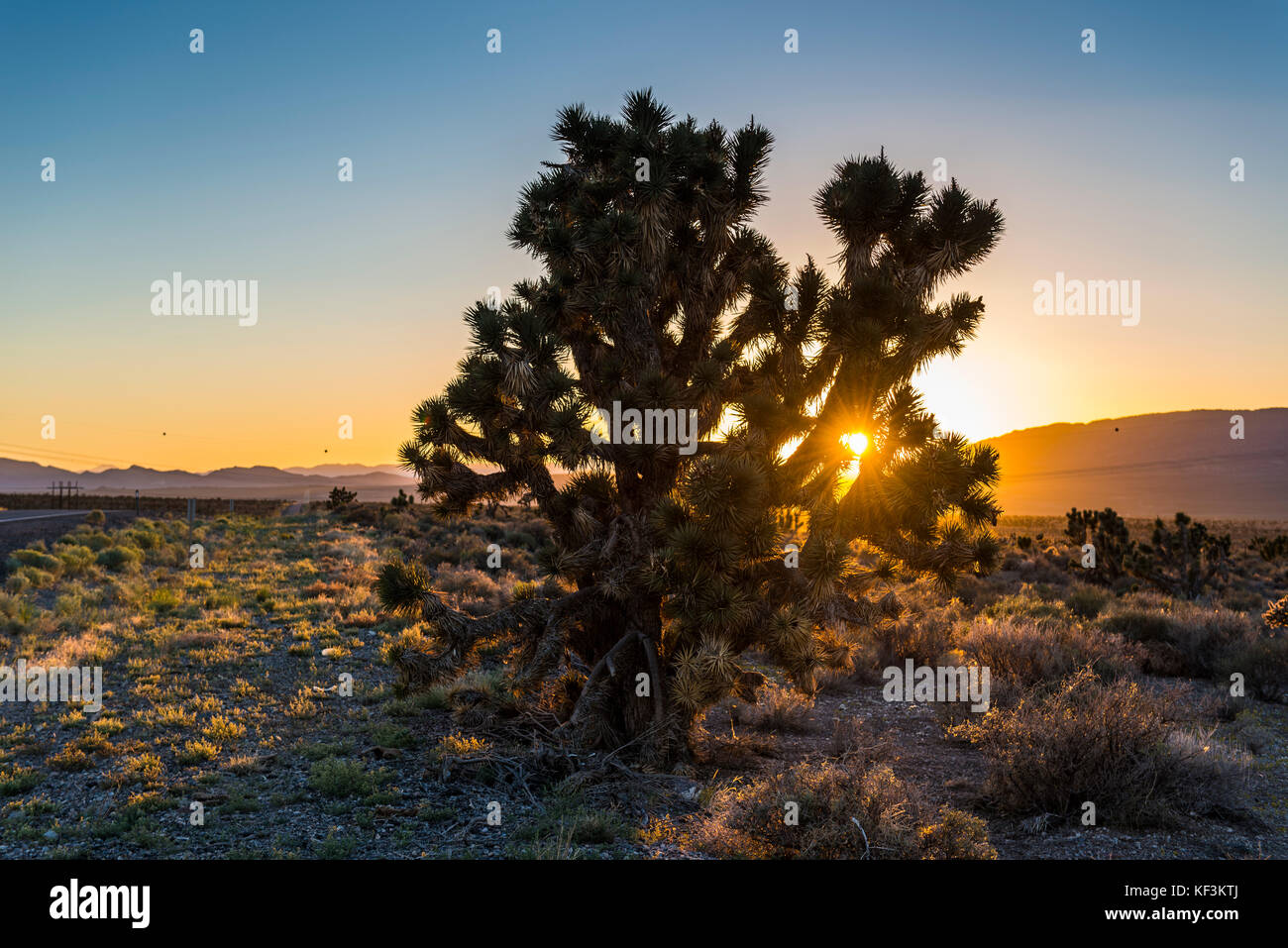 Desert bushes at sunset in the desert eastern Nevada, USA Stock Photo ...