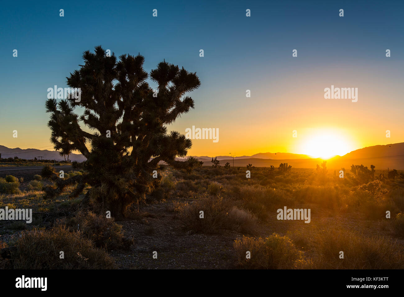 Desert bushes at sunset in the desert eastern Nevada, USA Stock Photo ...