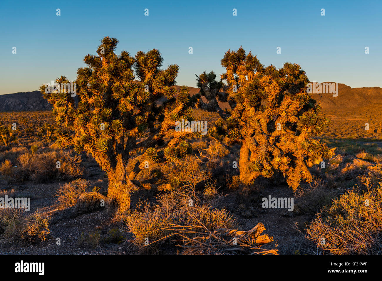 Desert bushes hi-res stock photography and images - Alamy
