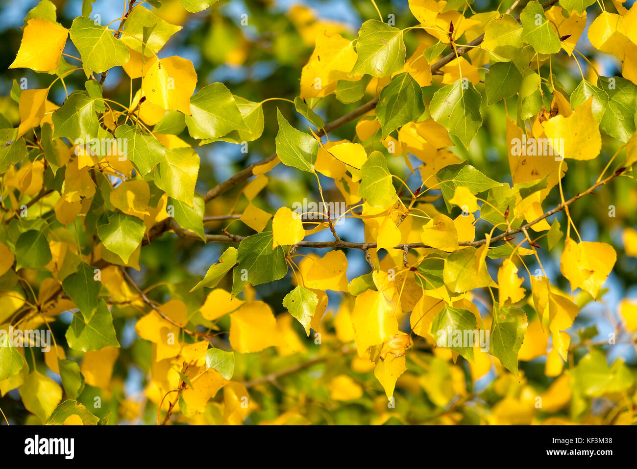 Poplar tree leaf hi-res stock photography and images - Alamy