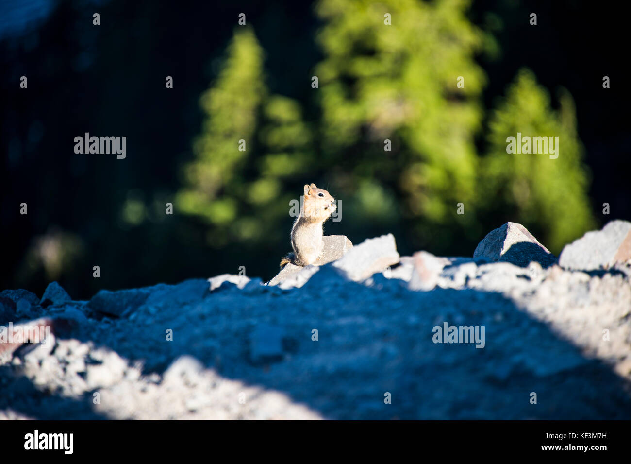 Chipmunk ( Sciuridae) in the Crater lake National Park, Oregon, USA ...