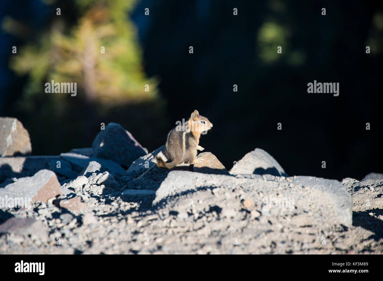 Chipmunk ( Sciuridae) in the Crater lake National Park, Oregon, USA ...