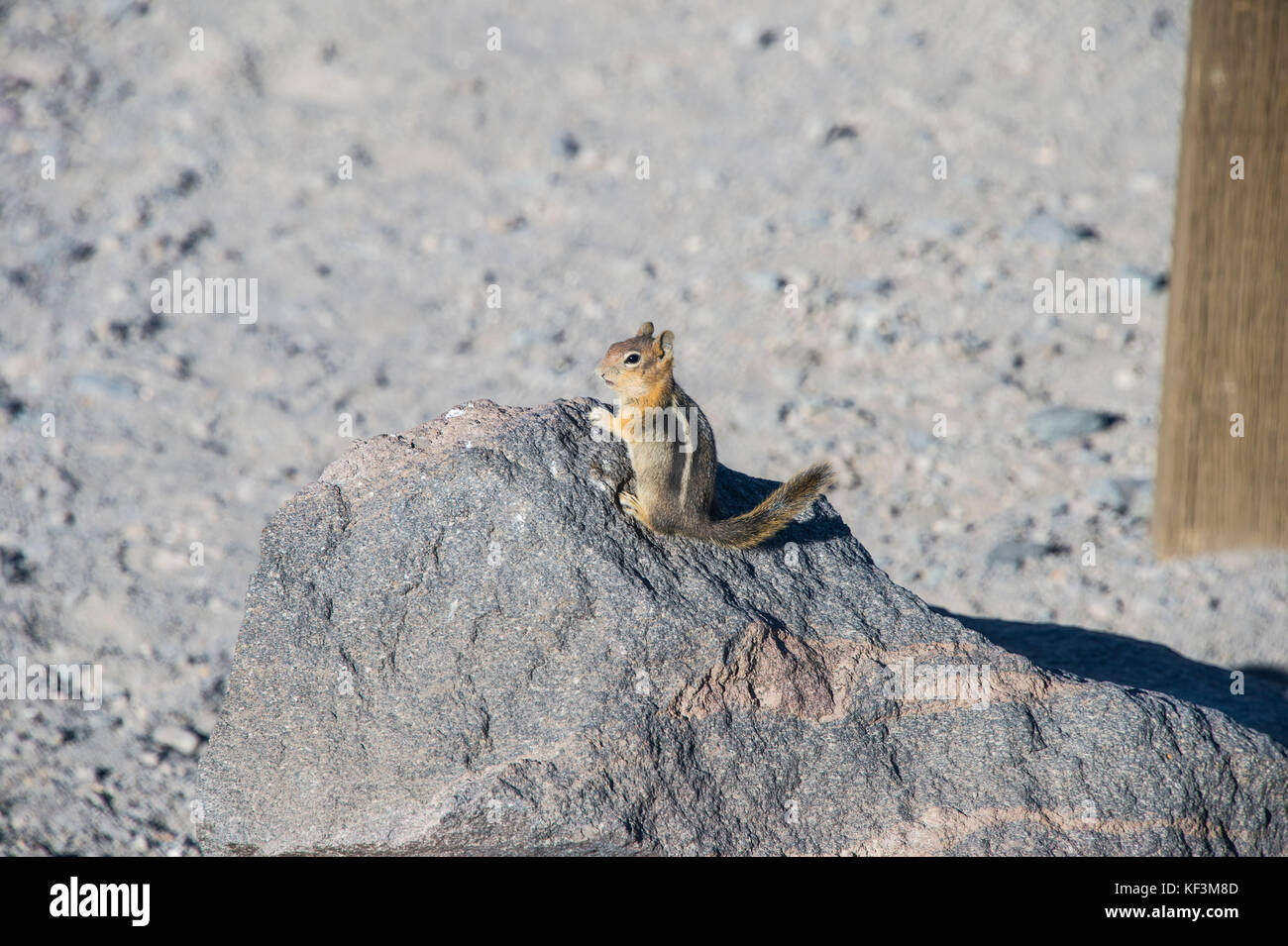 Chipmunk ( Sciuridae) in the Crater lake National Park, Oregon, USA ...