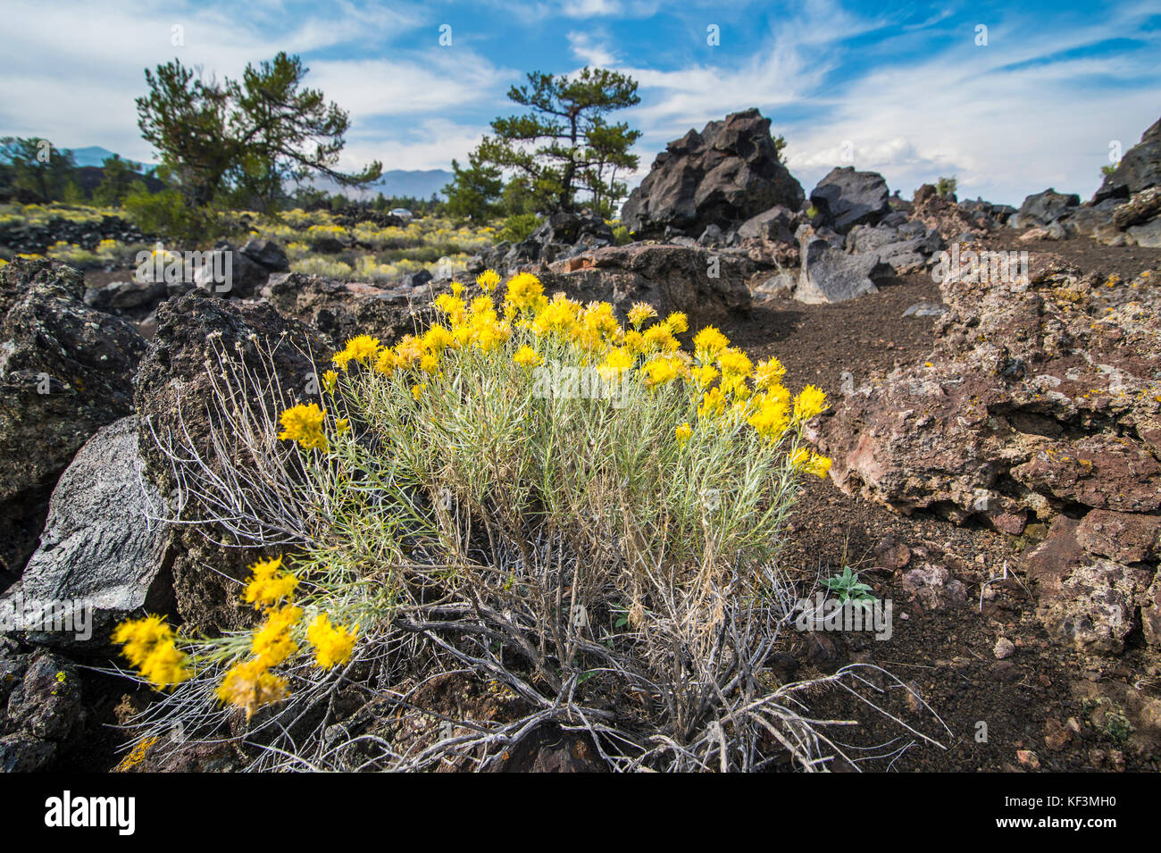 Blooming flowers in a volcanic landscape, Craters of the moon National ...