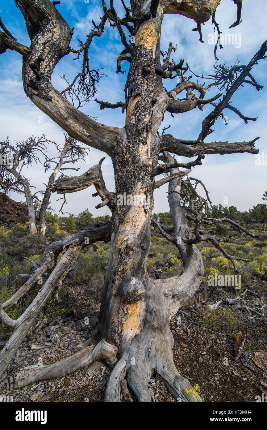 Dead tree in a volcanic landscape, Craters of the moon National Park ...