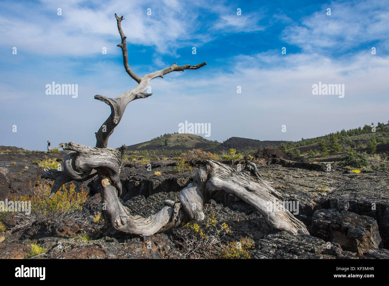 Dead tree in a volcanic landscape, Craters of the moon National Park ...