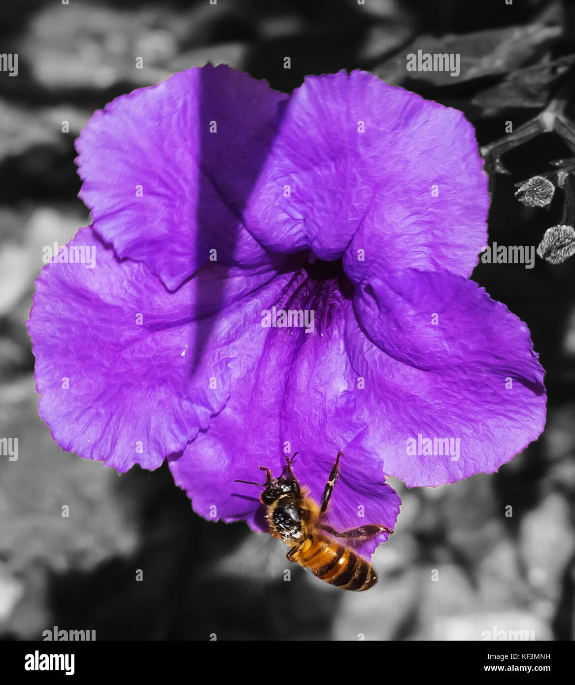 Close-up shot of a bee on a purple flower over monochrome background ...