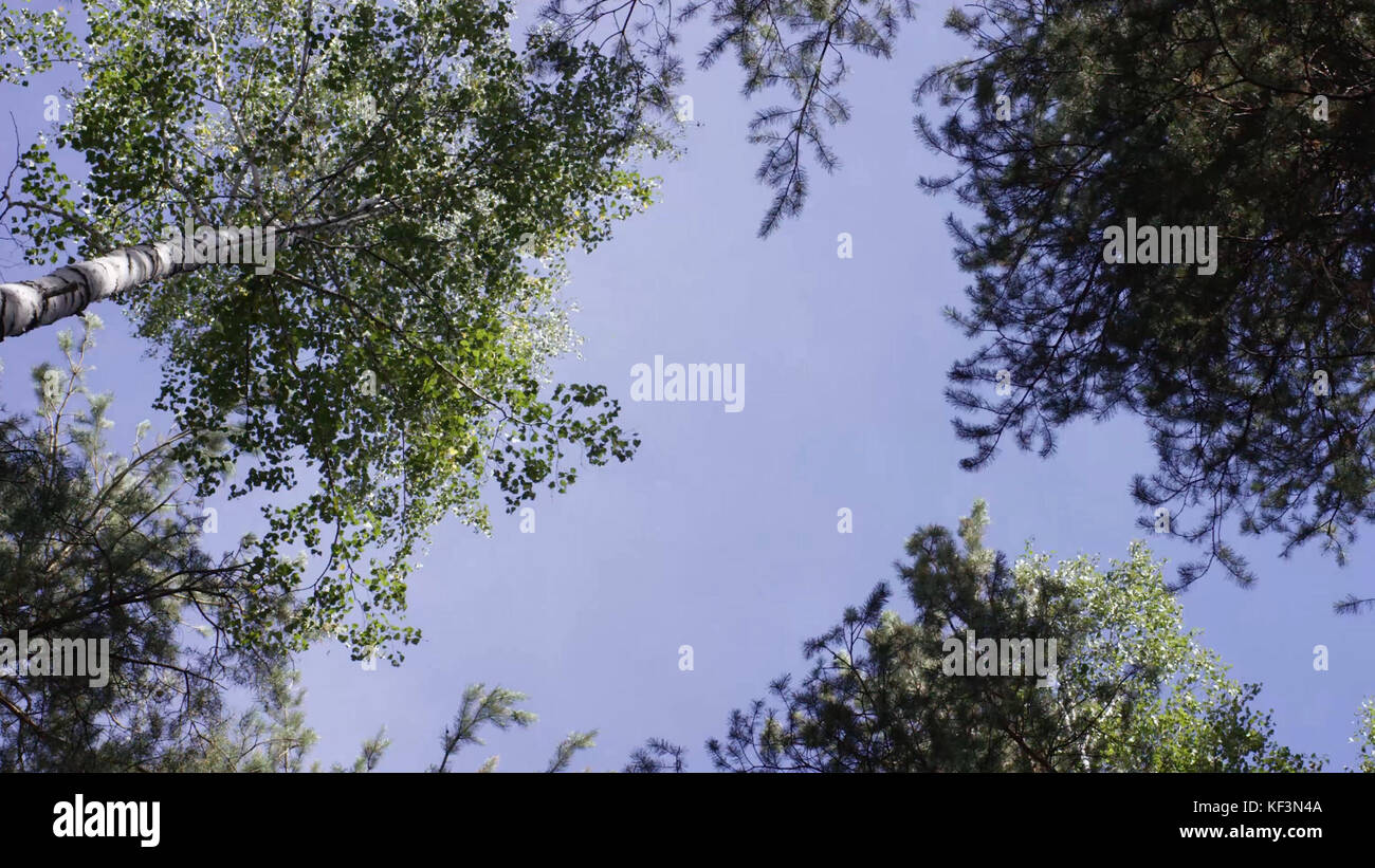 Top of trees in dark forest. Tree tops in the autumn forest. Tree tops ...