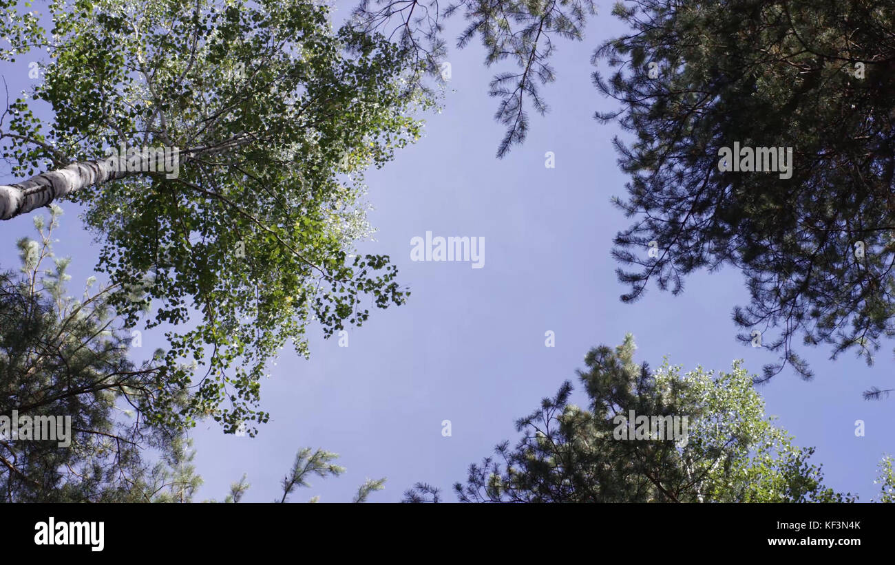 Top of trees in dark forest. Tree tops in the autumn forest. Tree tops ...