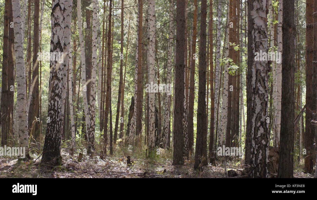 Forest trees. nature green wood. Nature park tree. Autumn in the forest ...