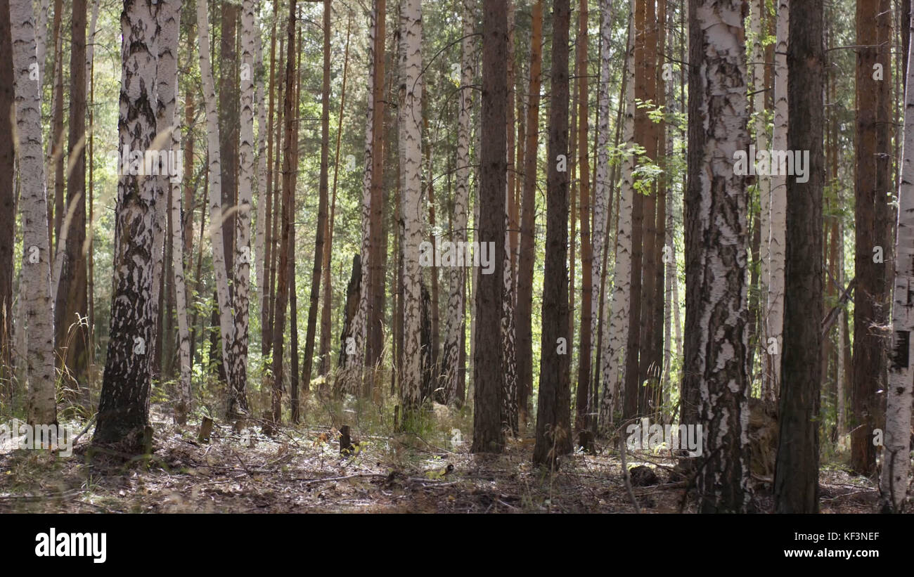Forest trees. nature green wood. Nature park tree. Autumn in the forest ...