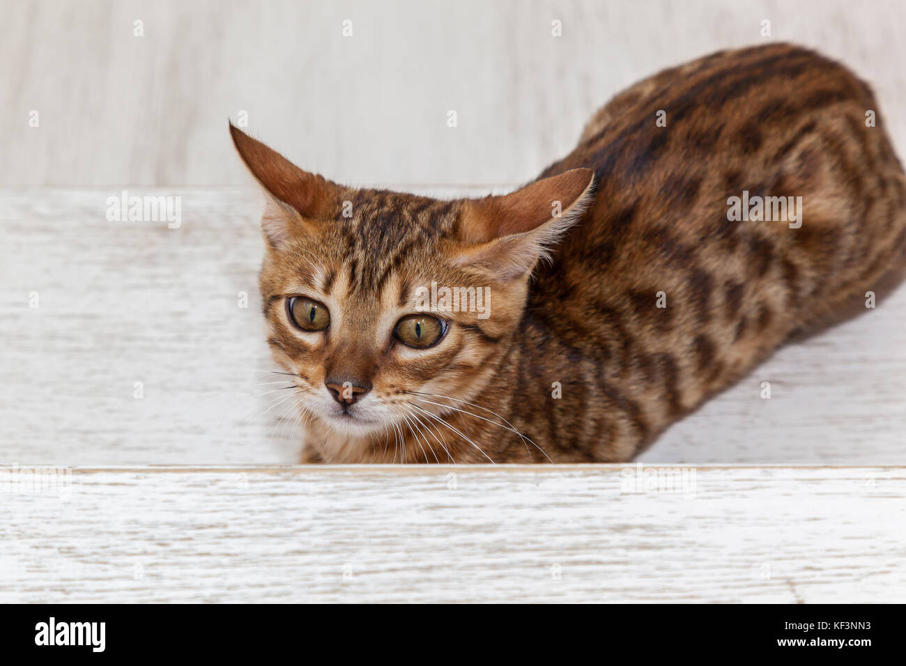 Bengali domestic kitten Stock Photo - Alamy