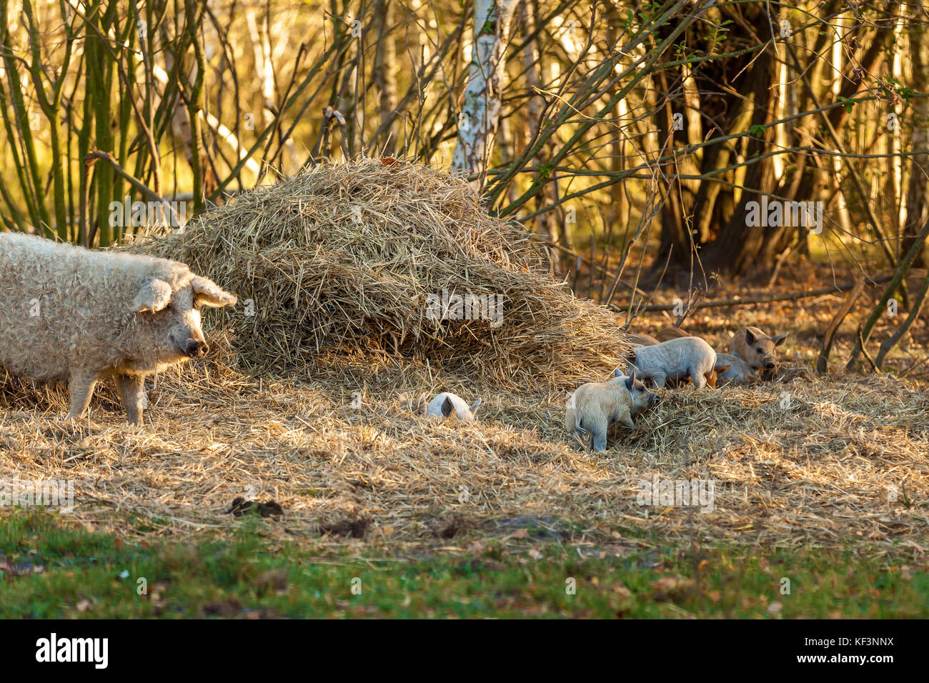 Curly Haired Pig High Resolution Stock Photography and Images - Alamy