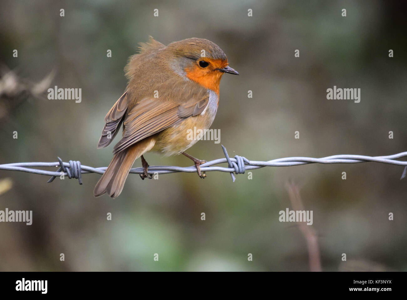 Robin on a wire hi-res stock photography and images - Alamy