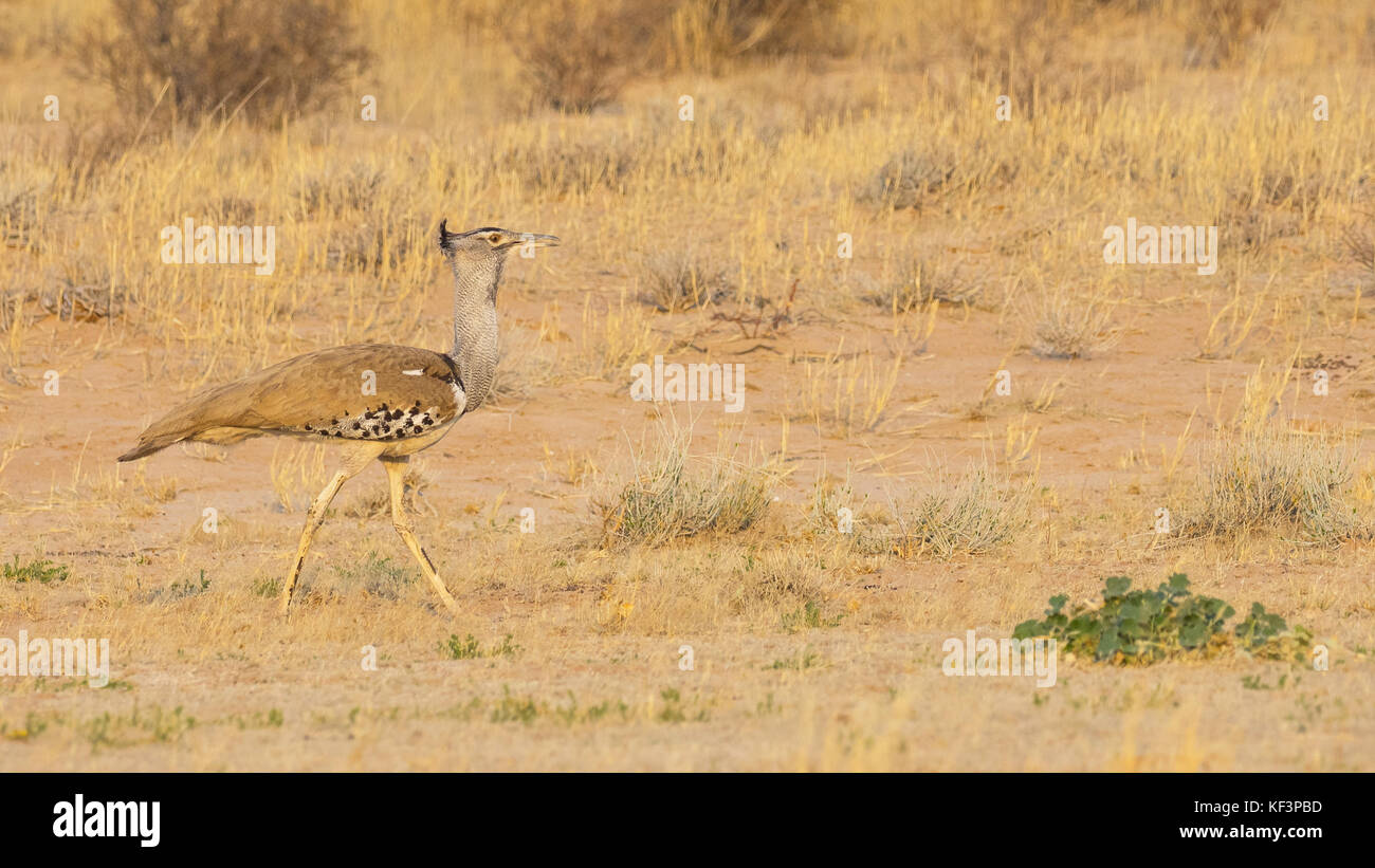 A Kori Bustard, the largest flying bird in Africa, in the Kgalagadi ...