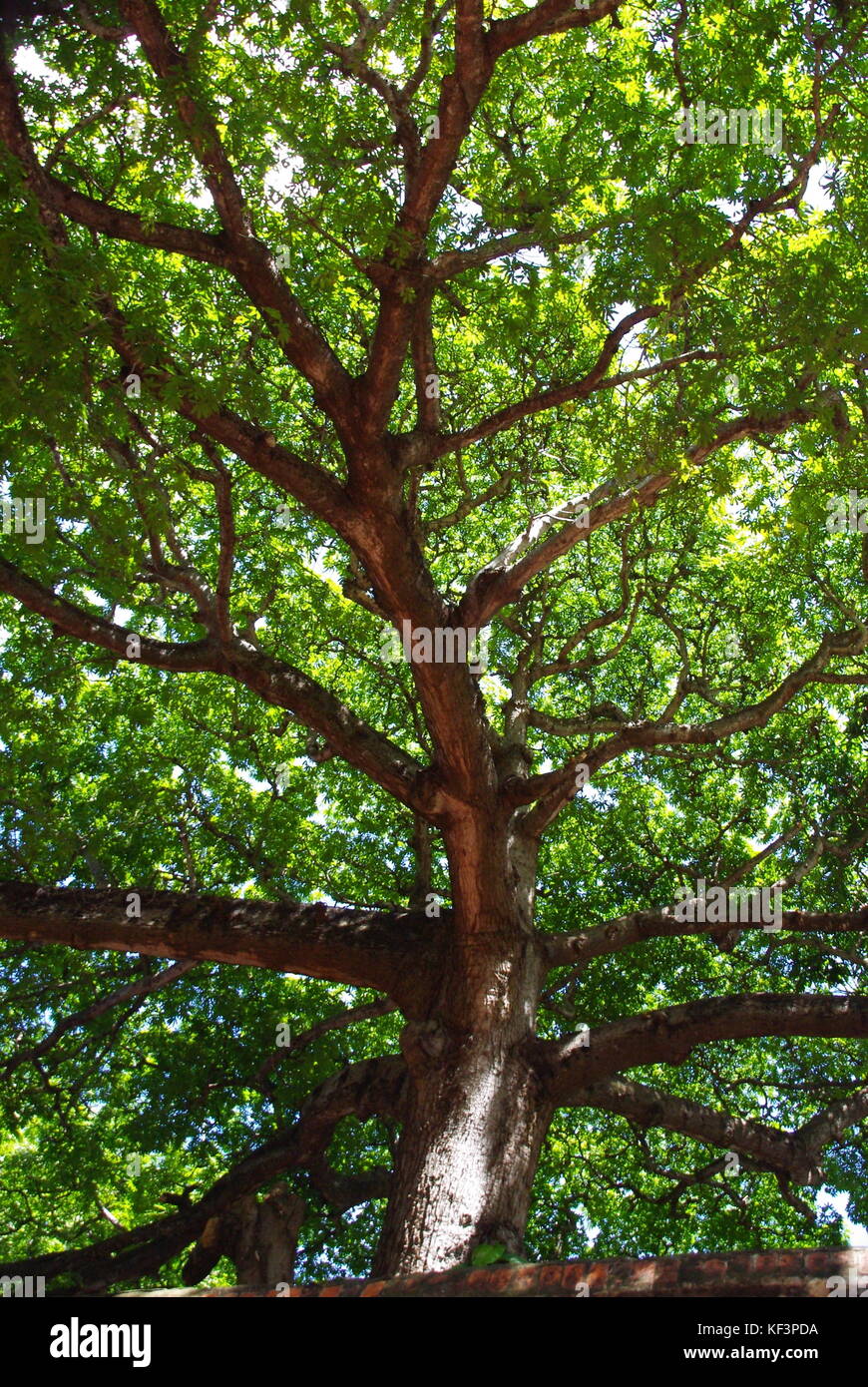 Macondo tree hi-res stock photography and images - Alamy