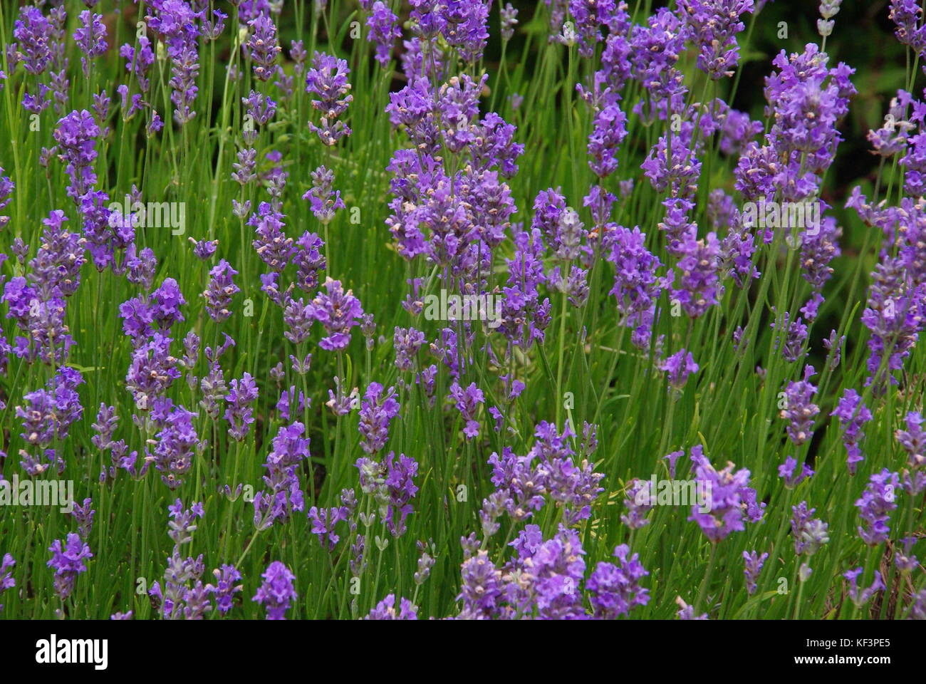 Mediterranean lavender cultivation hi-res stock photography and images ...