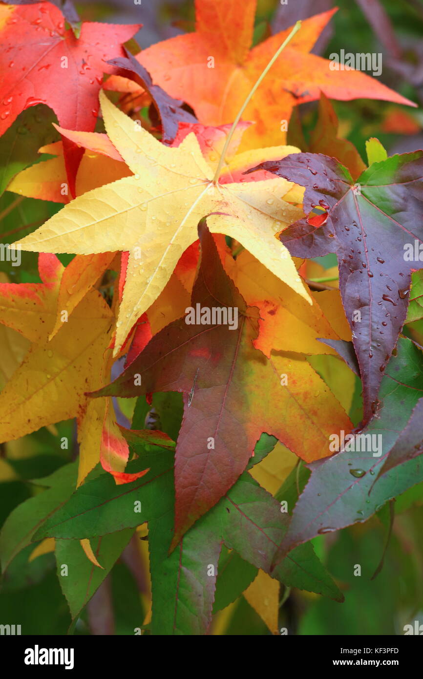 Leaves in fall Stock Photo - Alamy