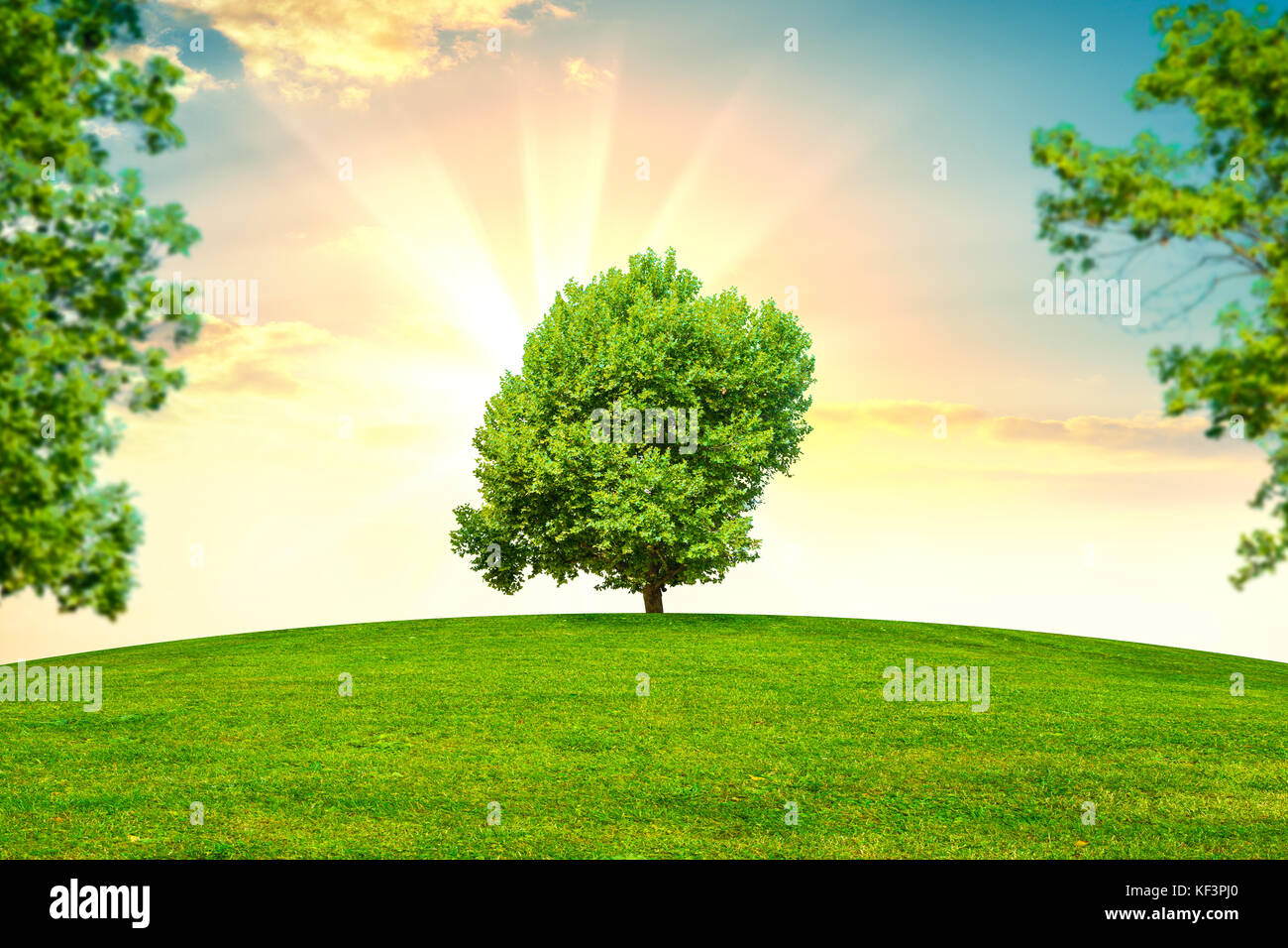 Green grass and trees Stock Photo - Alamy