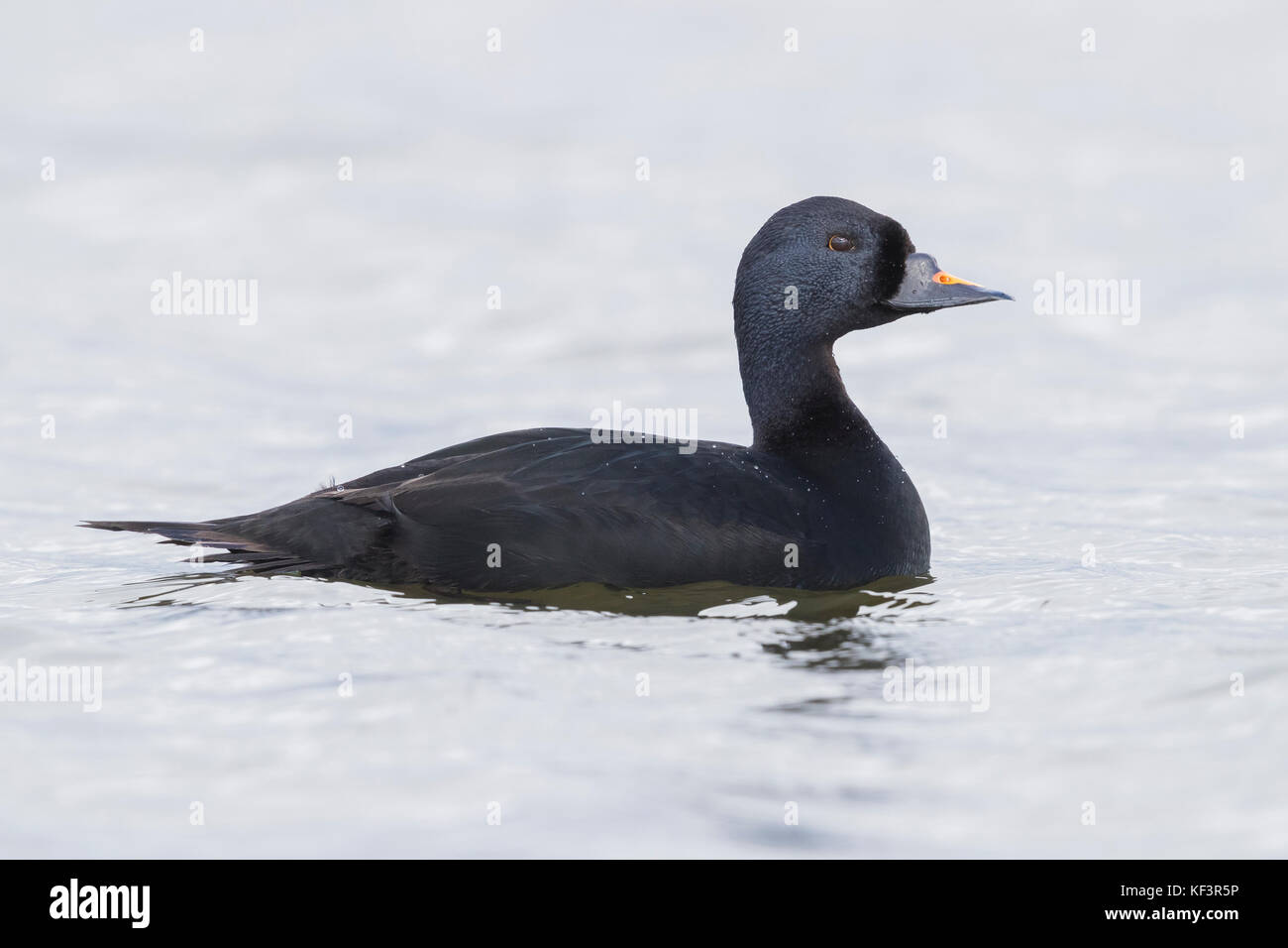Black scoter bill hi-res stock photography and images - Alamy