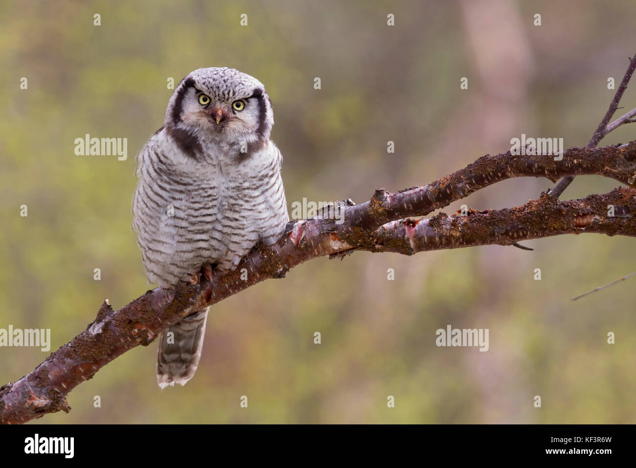 Northern Hawk Owl Stock Photos & Northern Hawk Owl Stock Images - Alamy