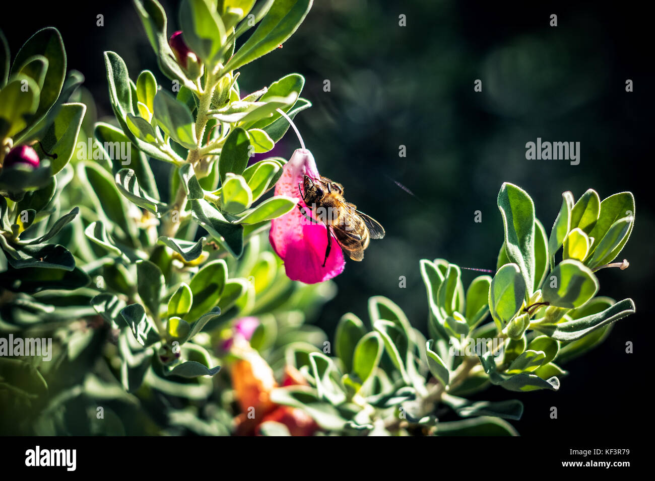 Pollinating bee hi-res stock photography and images - Alamy