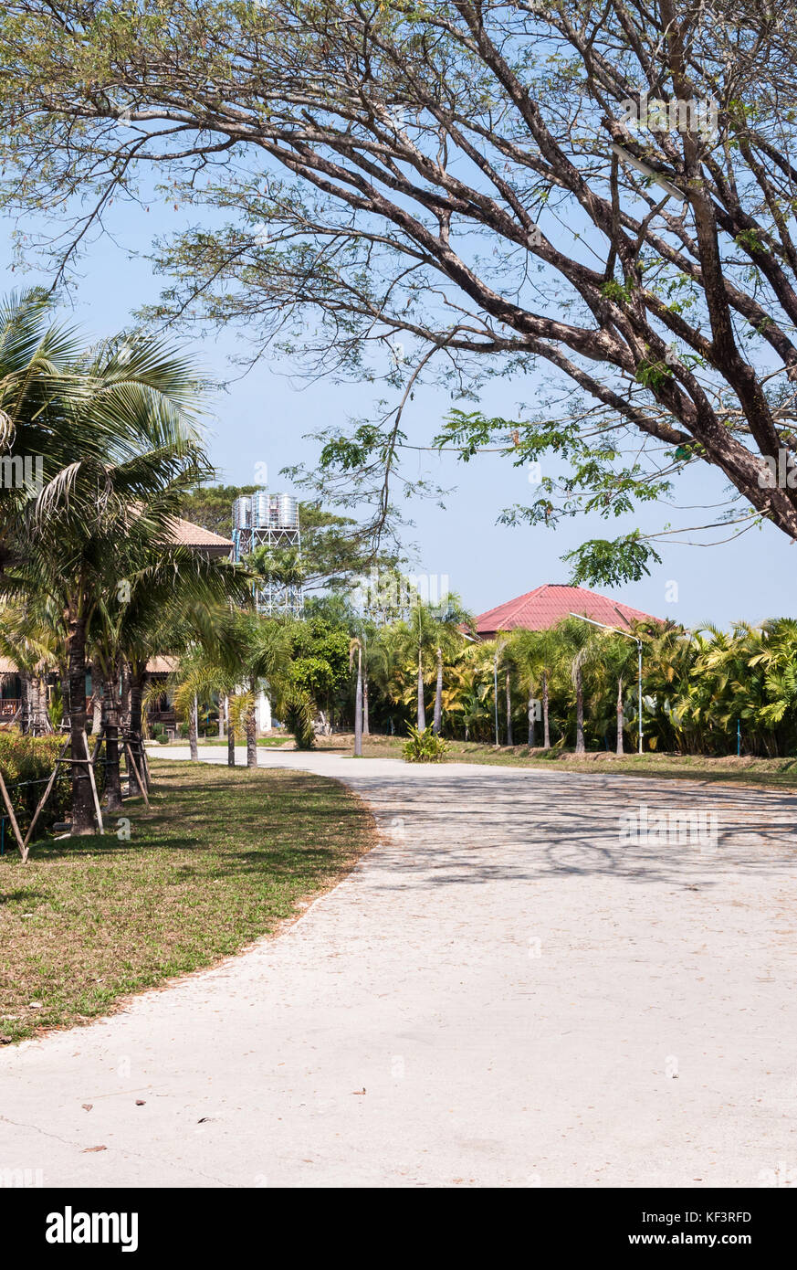 Concrete curve way with the dry leaves of the large tree in the urban ...