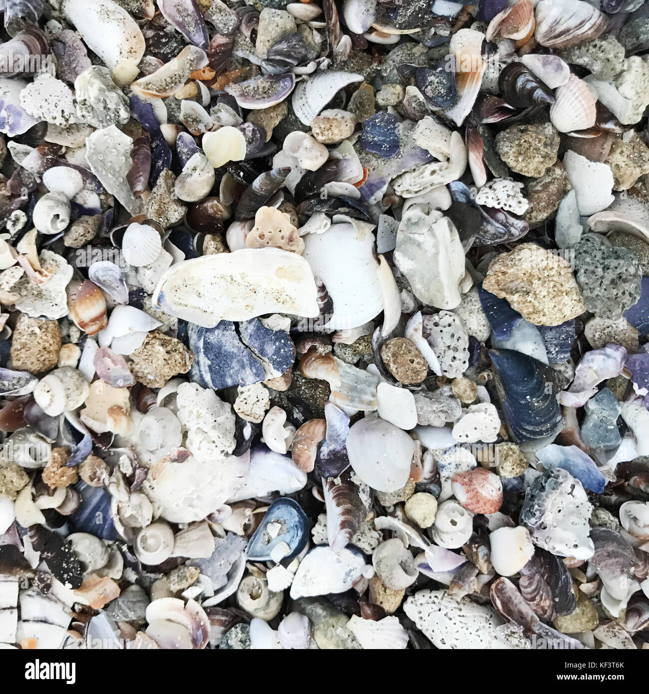 Sea shells background Stock Photo - Alamy