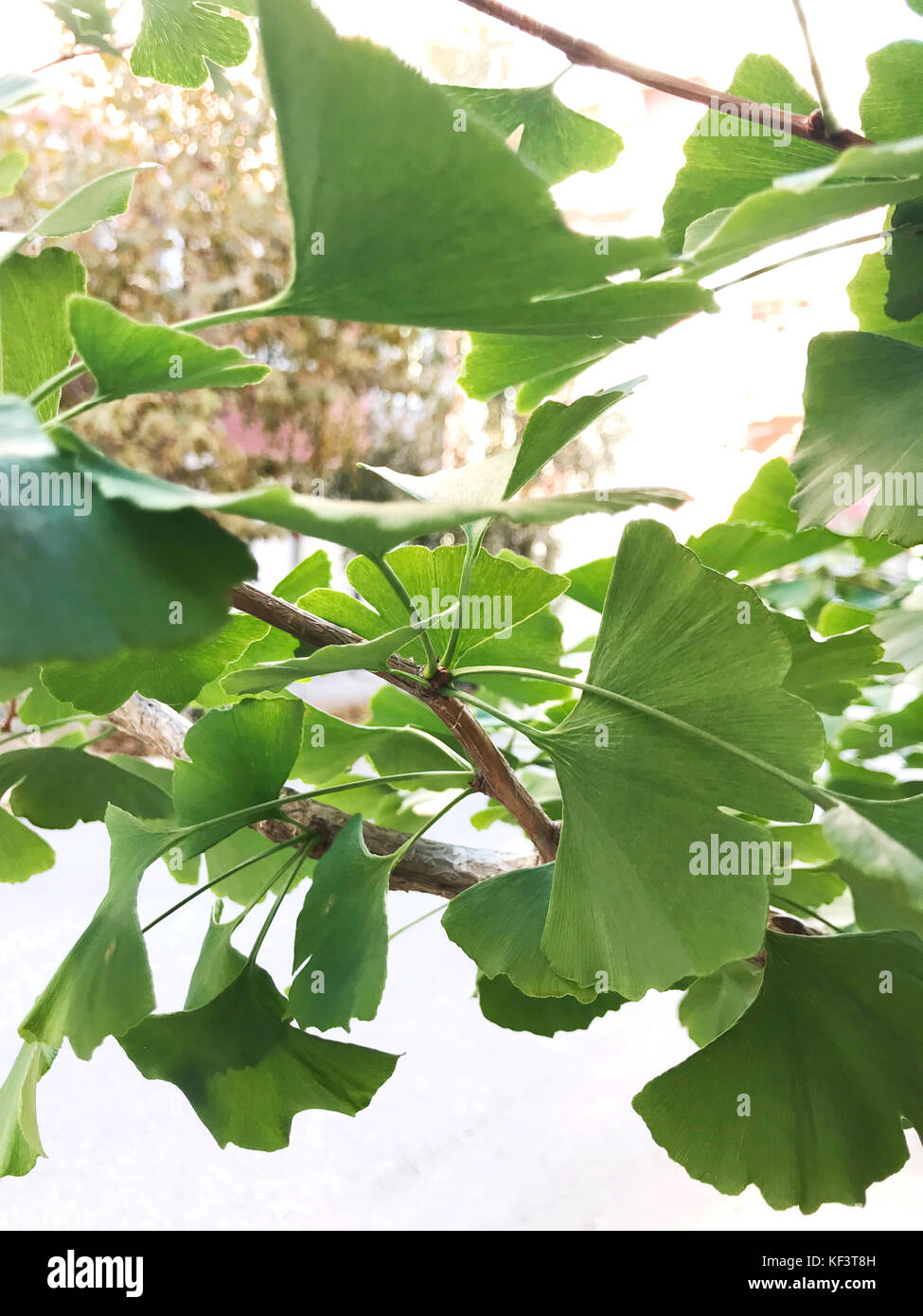 Ginkgo Biloba Tree High Resolution Stock Photography and Images - Alamy