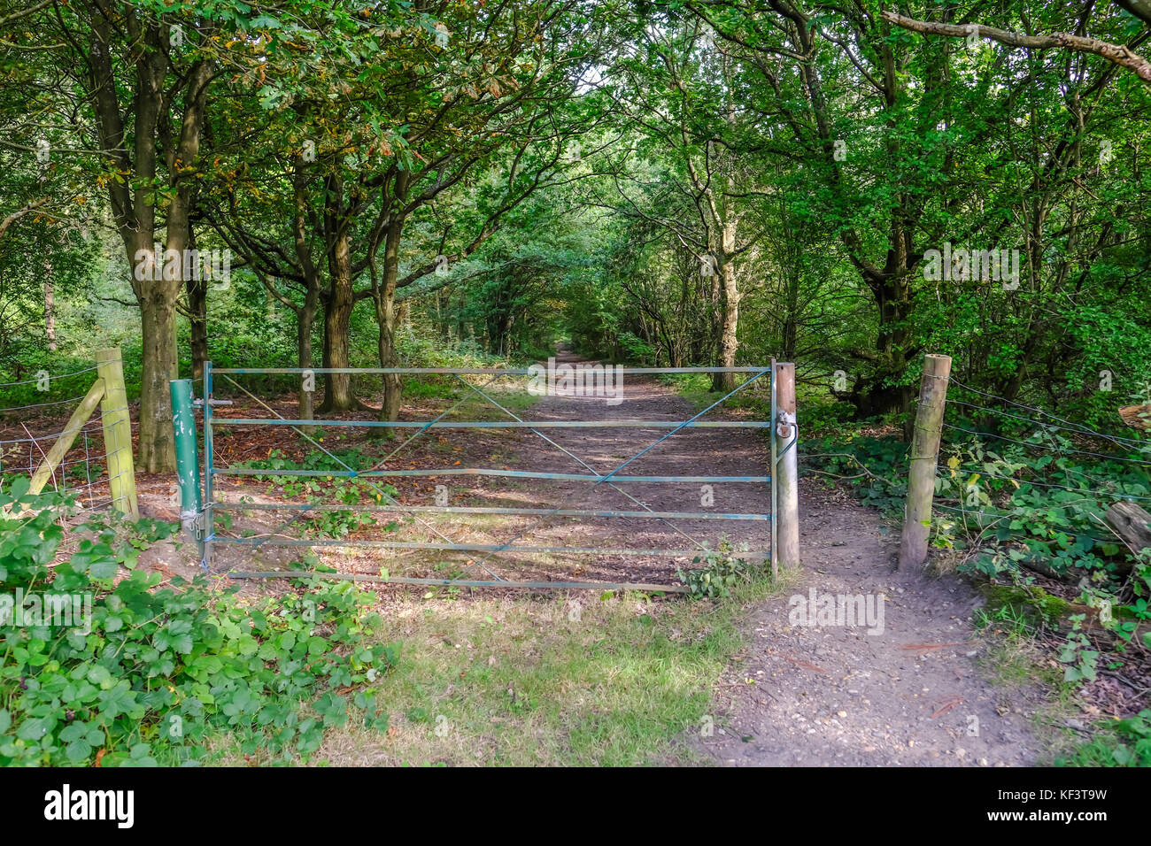 Closed iron gate leading to a forest path. Summer shot taken in ...
