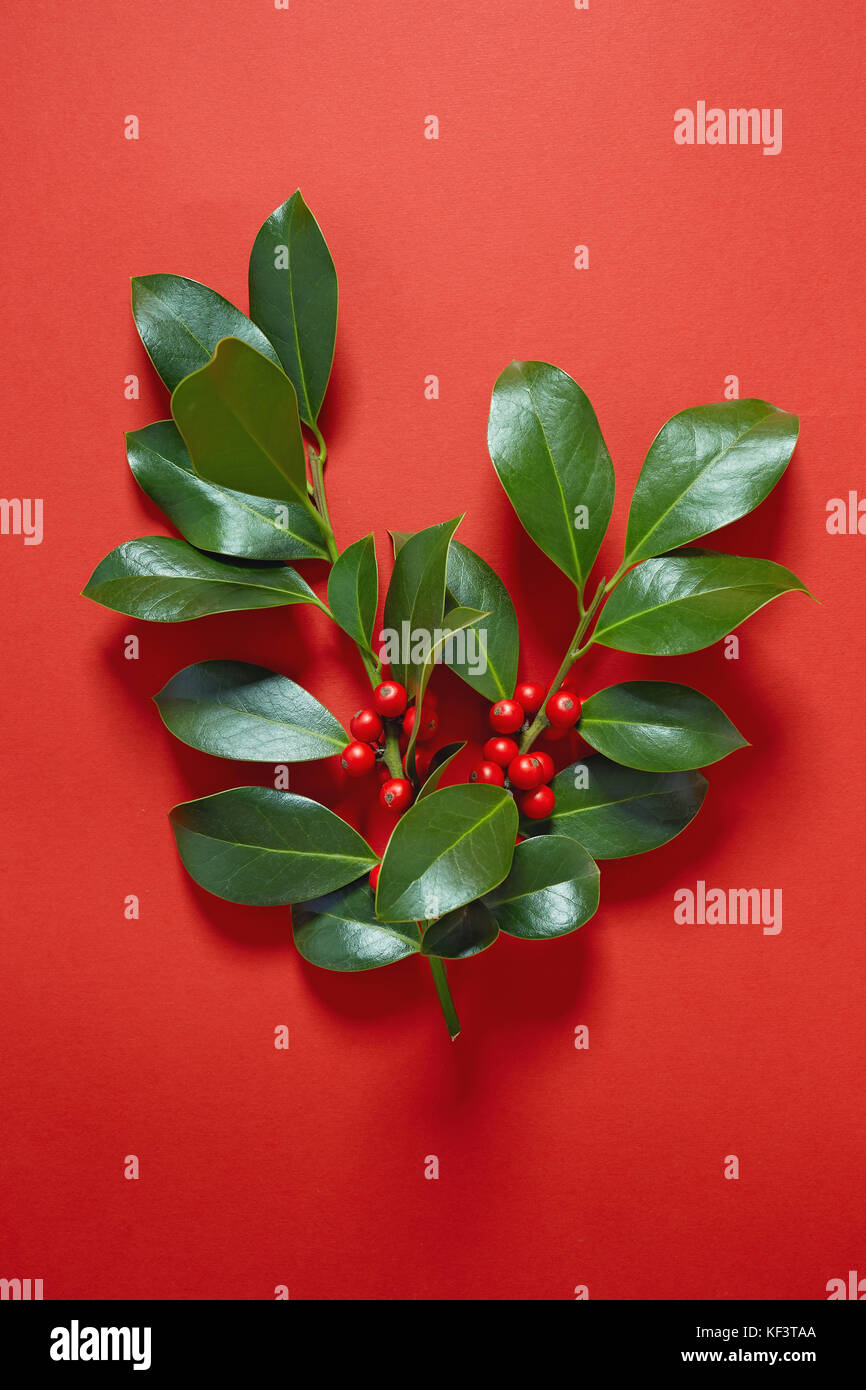 Christmas Holly (Ilex aquifolium) leaves and fruit on red background ...