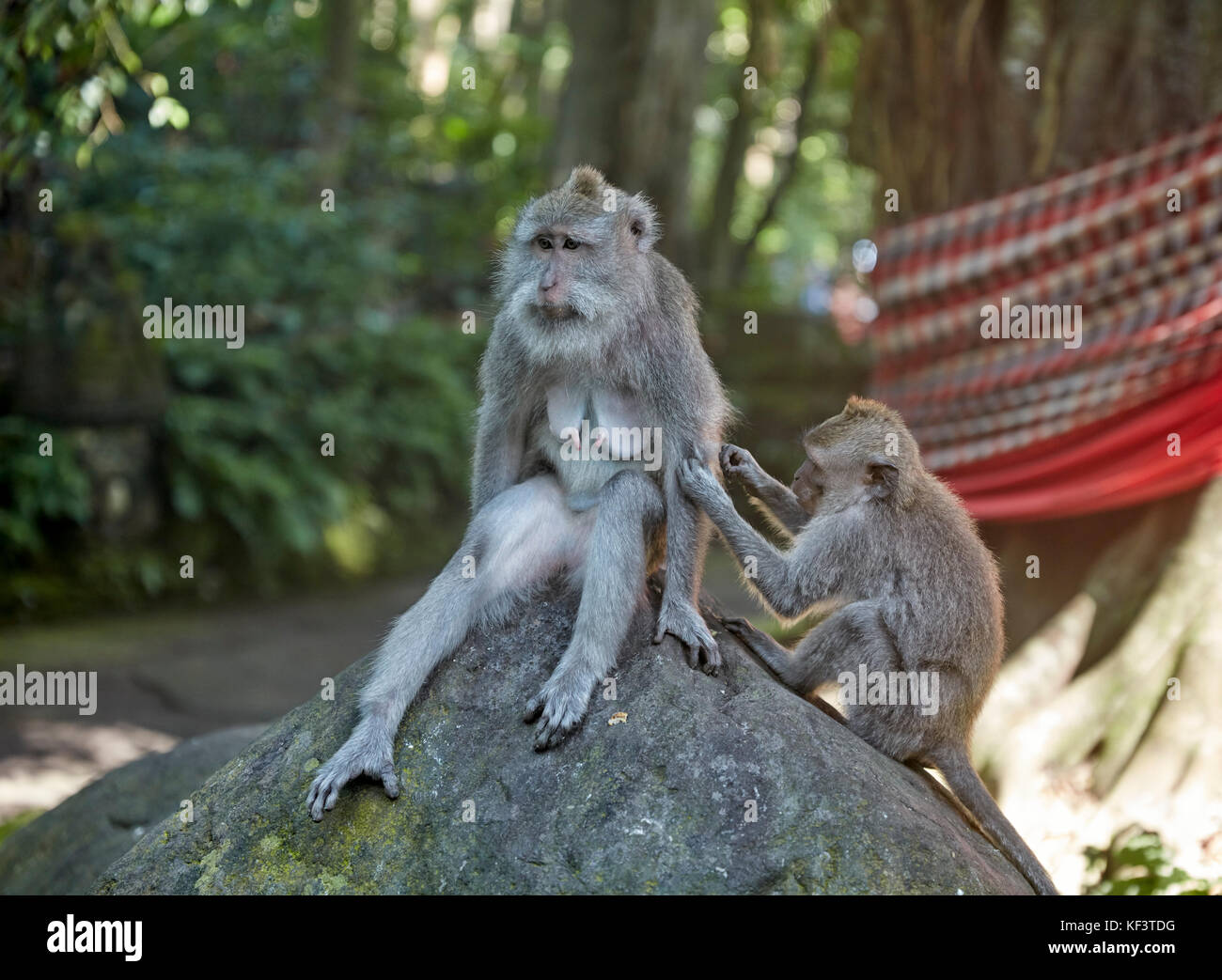 Long-tailed macaques (Macaca fascicularis) in the Sacred Monkey Forest ...
