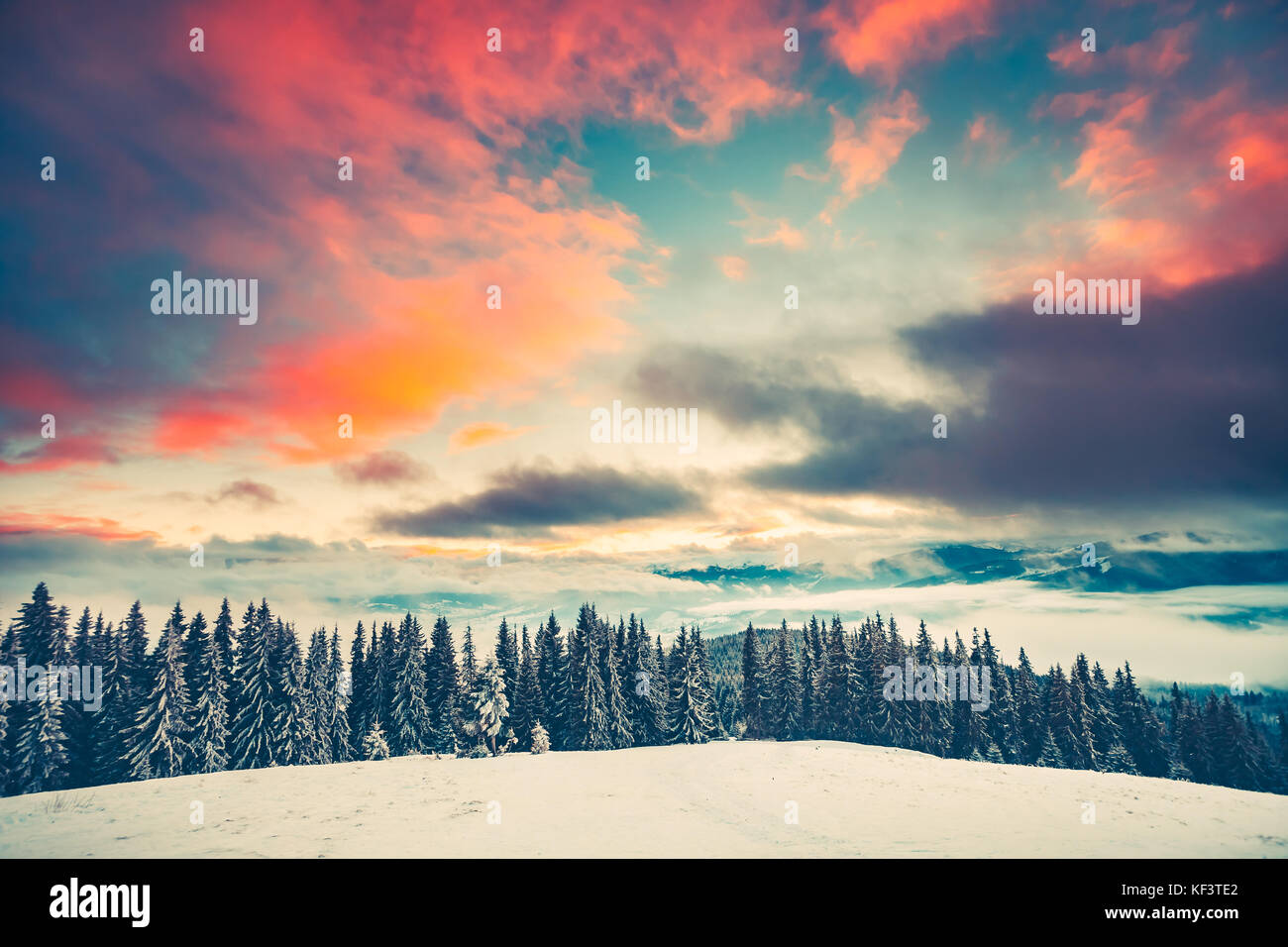 Winter sunset landscape with pine tree forest Stock Photo - Alamy