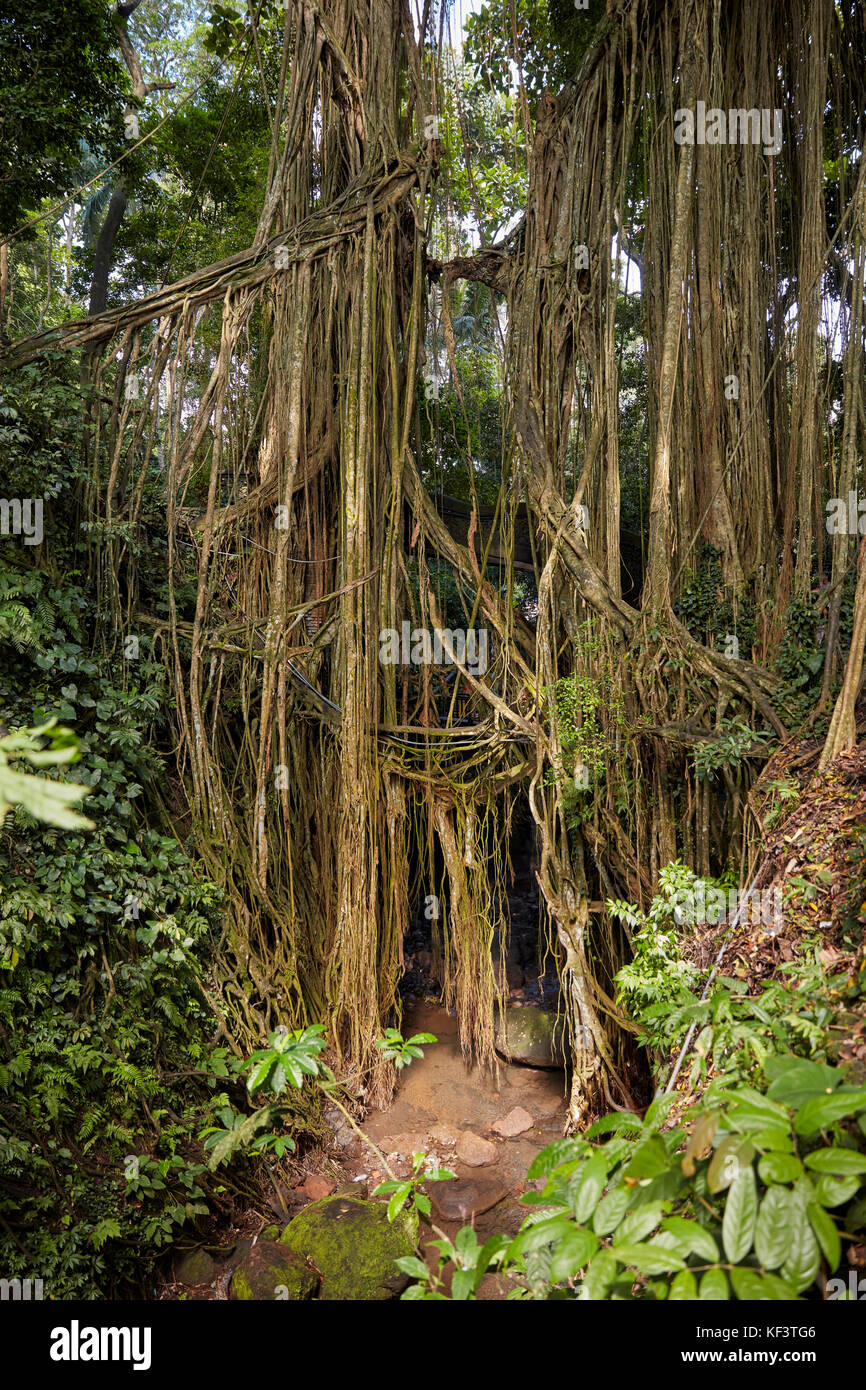 Aerial roots in the Sacred Monkey Forest Sanctuary. Ubud, Bali ...