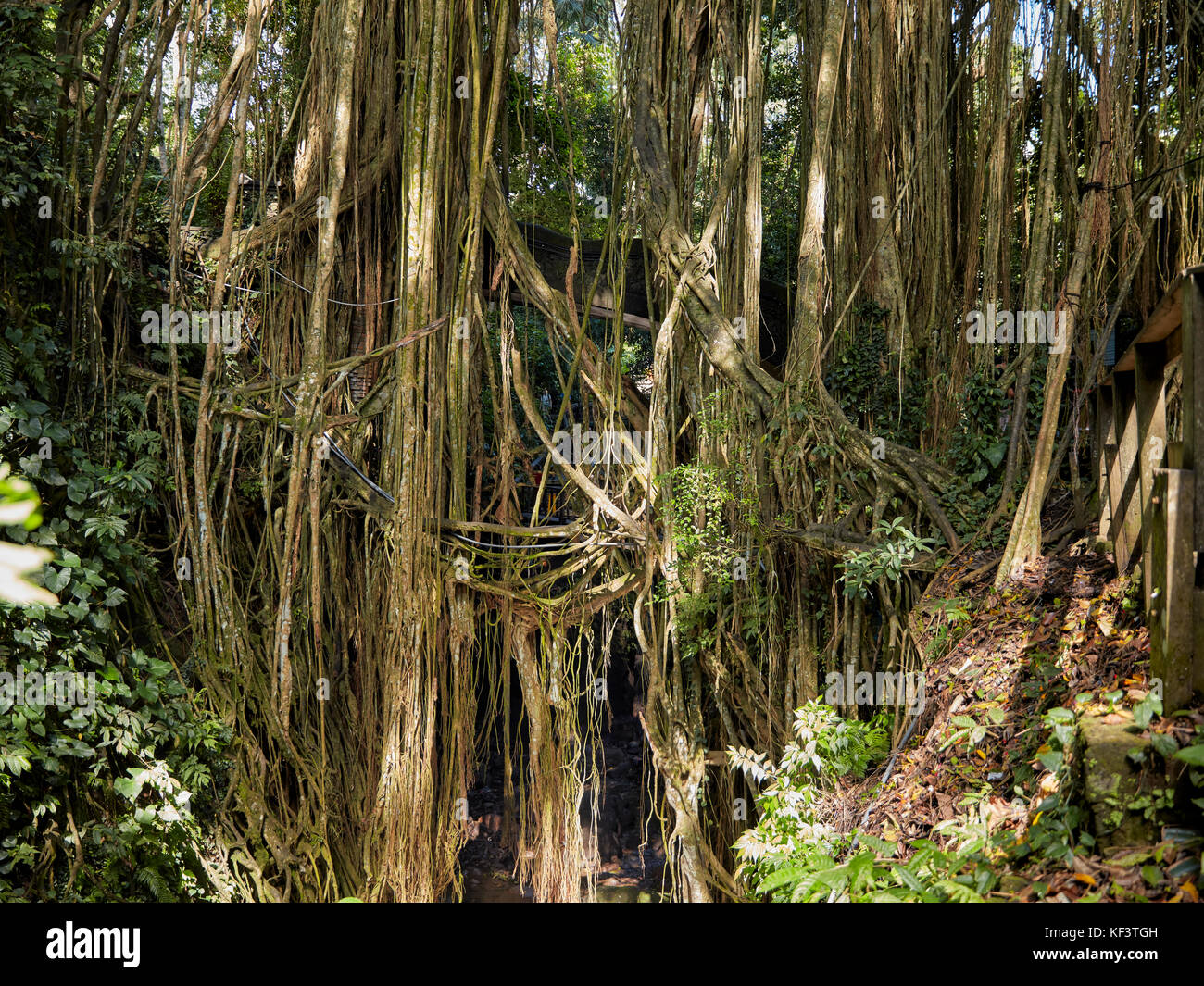 Banyan Tree Hanging Roots High Resolution Stock Photography and Images ...