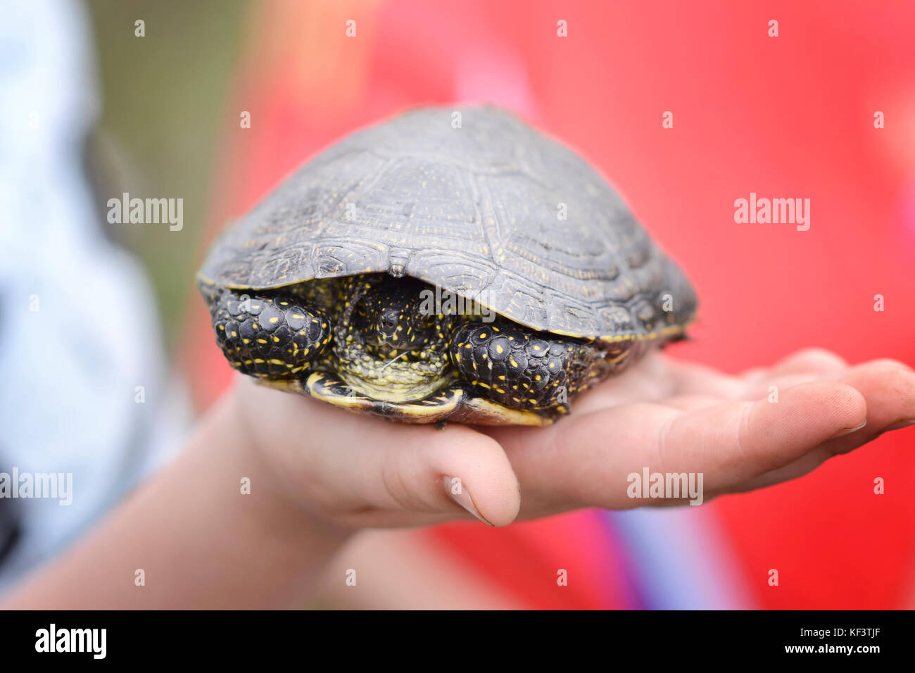 Child and tortoise hi-res stock photography and images - Alamy