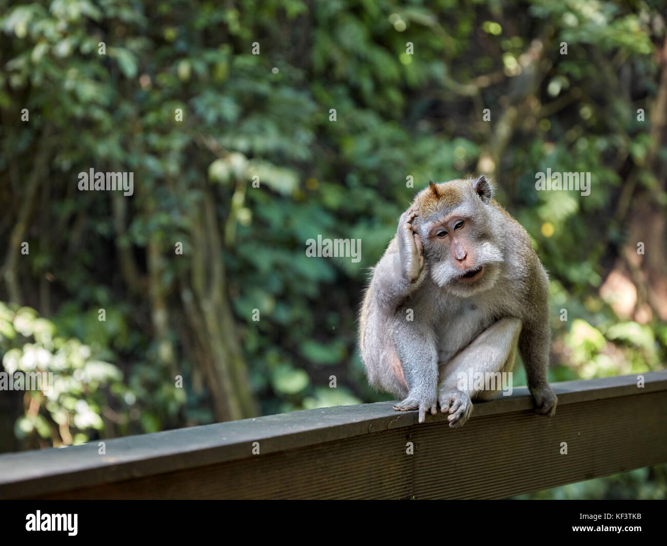 Monkey scratching head hi-res stock photography and images - Alamy