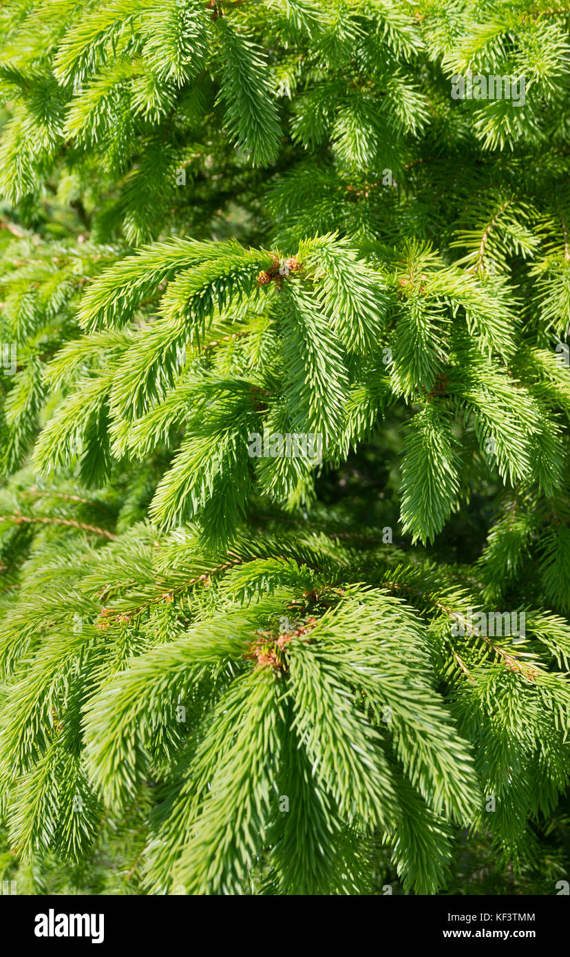 Growing fir-tree in a forest Stock Photo - Alamy