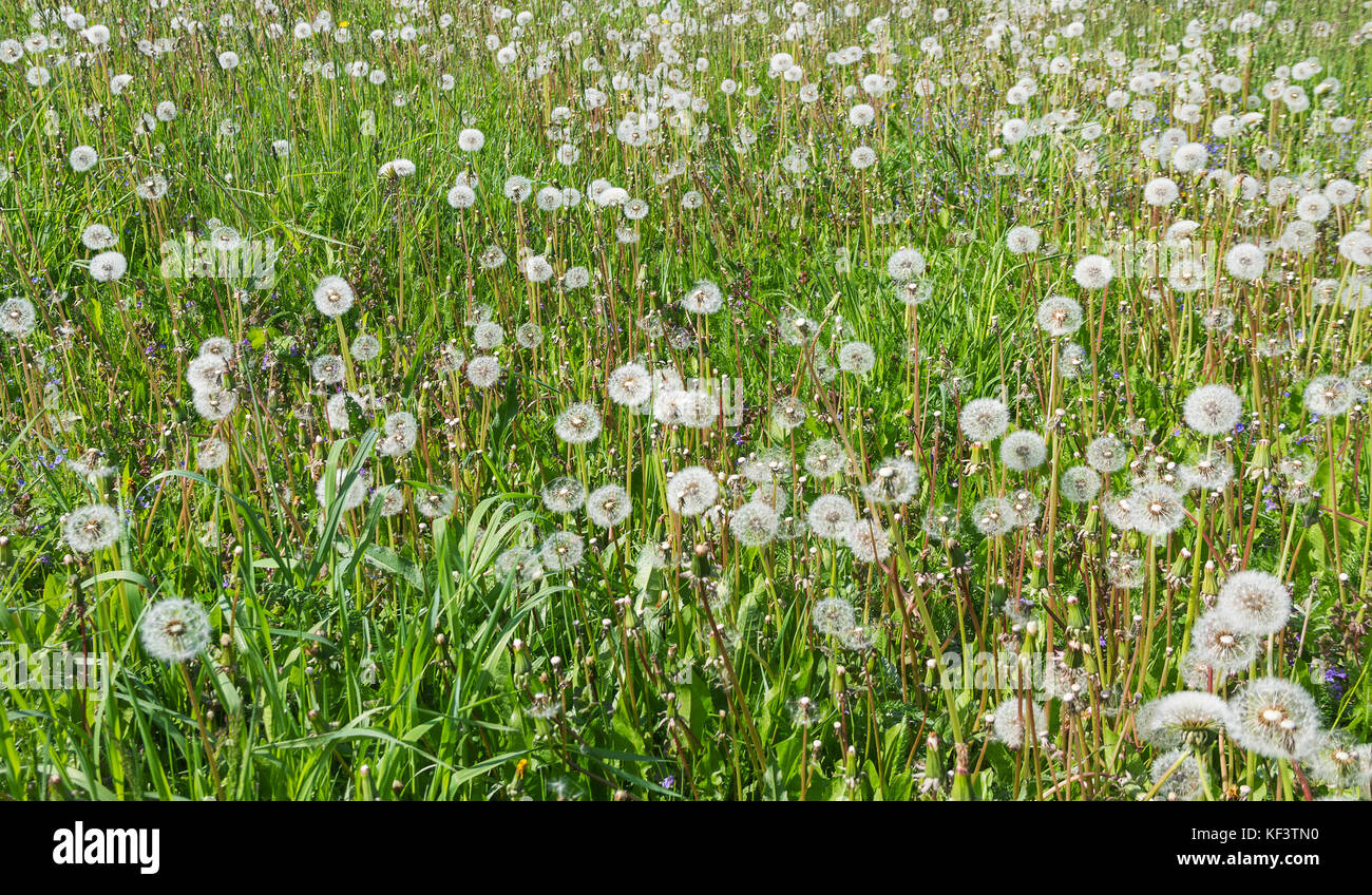 Field of puffy dandelion in countryside Stock Photo - Alamy