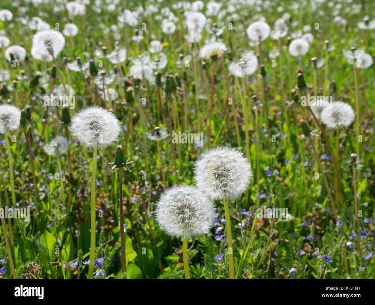 Field of puffy dandelion in countryside Stock Photo - Alamy